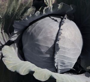 Early cabbage seed - OMERO F1 - Bejo Zaden B.V. - hybrid