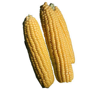 Grain corn seed - Goldcrest F1 - Tozer Seeds Ltd - silage / hybrid