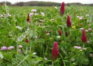 Forage mixture - MIX 3 - Semences de Provence - for animal feed / with ...