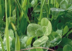 Forage mixture - SPEEDMIX - Semences de Provence - for animal feed ...