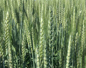 Early wheat seed - EOST - agriobtentions - winter / rust resistant ...