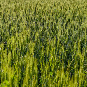 Mid-late wheat seed - GHAYTA - agriobtentions - winter / rust resistant ...