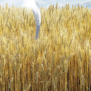 Early wheat seed - VI Shock - limagraincerealseeds - winter / rust ...