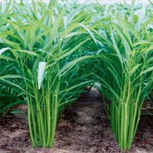 Hybrid water spinach seed - Yangtze - eastwestseed