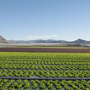 NEW GROWING SYSTEM S.L.: Horticulture - AgriExpo