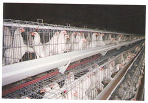 A rearing cage - Vijay Raj - multi-tier / with manure removal system ...