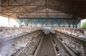Multi-tier layer rearing cage - Vijay Raj - galvanized