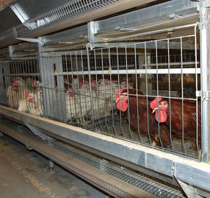 Cages Broiler farming system - Breedio - Salmet