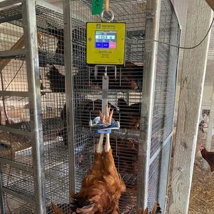 Poultry scale, Poultry weighing scale - All the agricultural manufacturers