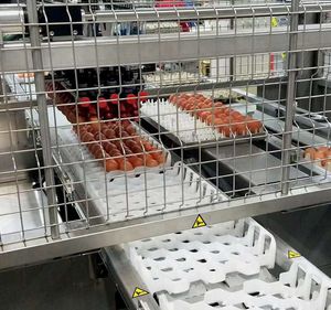Automatic egg transfer system - All the agricultural manufacturers