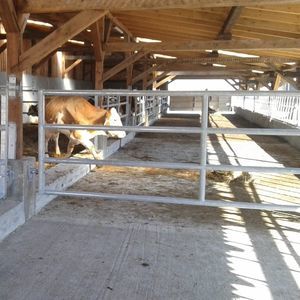 Livestock gate - GATG411 - AHI - FARM CAMARA - stable / for cows / metal