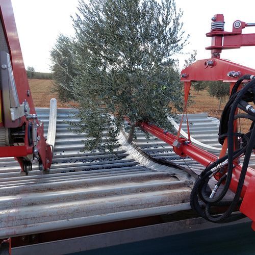Olive tree shaker - Weremczuk FMR Sp. z o.o. - towed / hydraulic ...