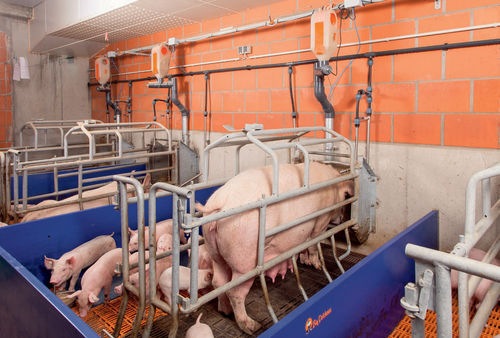 Pig feed station - EasySlider - Big Dutchman - automatic identification ...