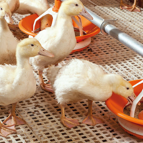 Plastic floor panel - BD - Big Dutchman - for poultry breeding