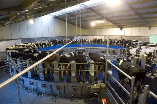 Cow milking parlour - STREAMLINE 360EX - BouMatic - rotary