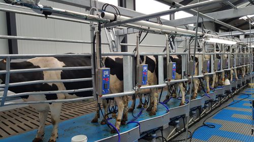 Herringbone milking parlour - HD2 - BouMatic - for cows / rapid exit
