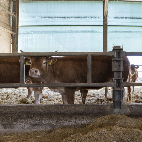 Cow neck bar - DUE A s.r.l.