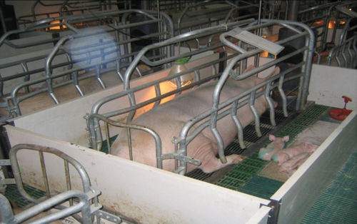 Farrowing stall - Fm Grupo