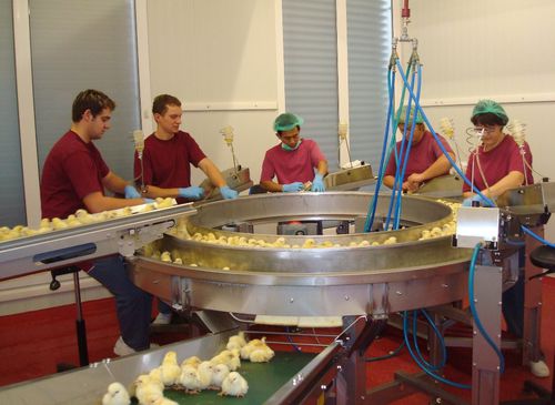 Chicks Conveyor Innovatec Hatchery Automation Belt Vaccination