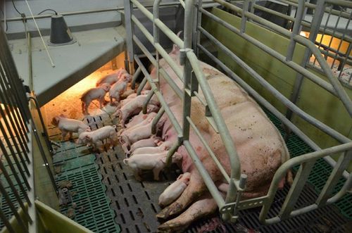 Farrowing stall - JLF14 - Skiold