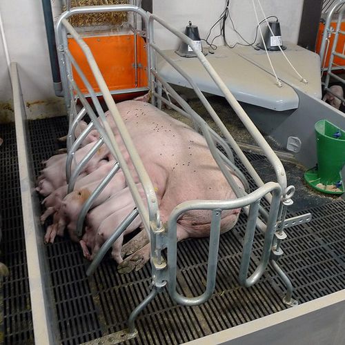 Farrowing stall - 1567-8220 - Skiold