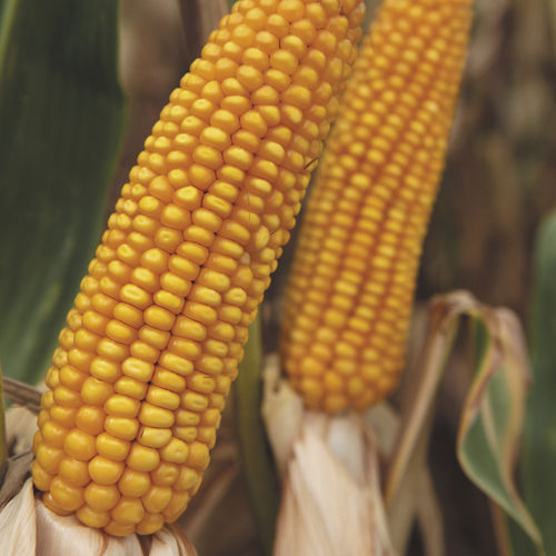 Very early corn seed - PEREZ - KWS SAAT AG - silage