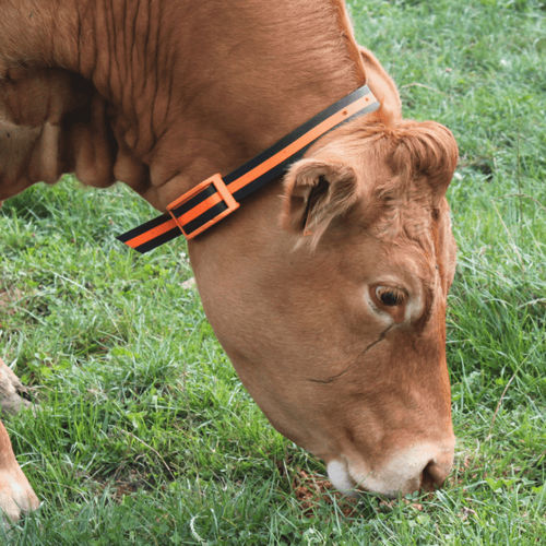 Neck collar - IOTEE - electronic / identification / for cows