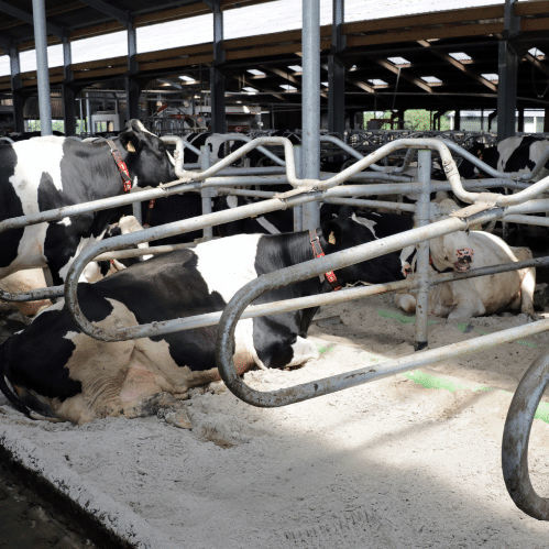 Cow cubicle - Vetvice Sandcubicle - Spinder Dairy Housing Concepts