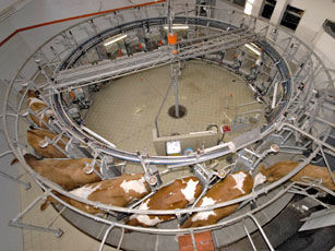 Cow milking parlour - C1 - System Happel GmbH - carousel / automatic ...