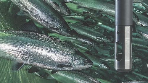 Aquaculture temperature sensor - AKVA group - optical