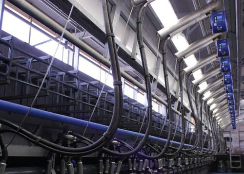 Cow milking parlour - SAC Christensen & CO. - herringbone / swing-over