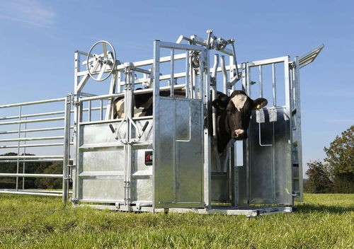Cattle squeeze chute - Ambassador - LM Bateman