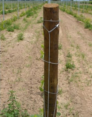 Trellis post - Carmo - wooden / vineyard