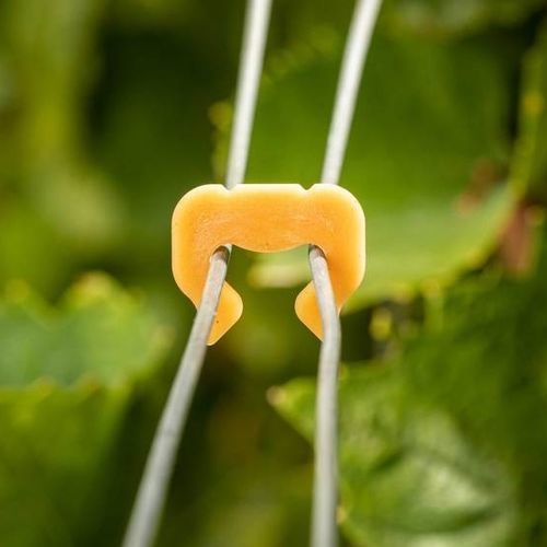 Vineyard staple - MINIGRAF VÉGÉTAL® - CAVI group - biodegradable