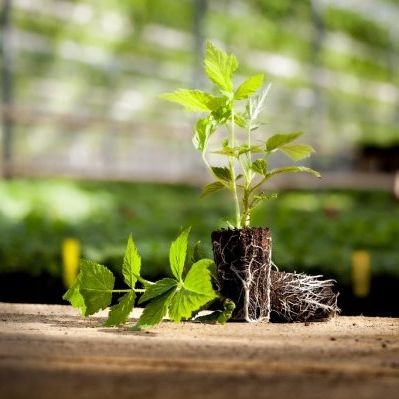 Potting soil growing medium - Preforma - Jiffy Products International ...