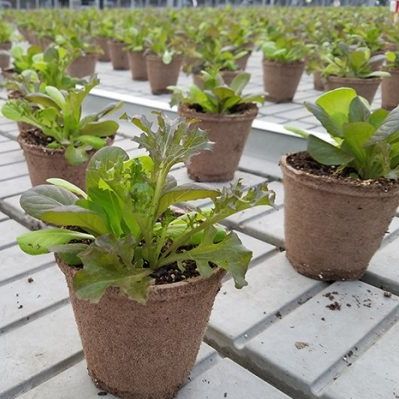 Wood pulp pot - R2 - Jiffy Products International BV - round ...