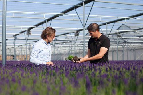 Peat substrate - Jiffy Products International BV