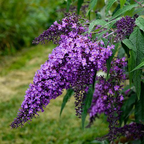 Perennial floral plant - Buddleia Violet Cascade - Darwin Perennials ...