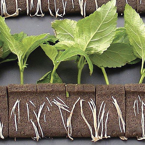 Potting soil growing medium - Rootcubes® Plus Wedge® - OASIS Grower ...