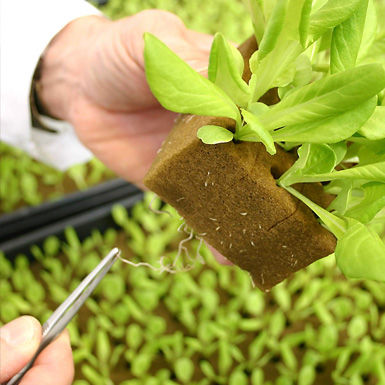 Coco peat growing medium - HORTICUBES® XL - OASIS Grower Solutions ...