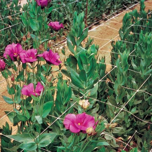 Protective netting - HORTONOVA - Tenax - polypropylene / for garden