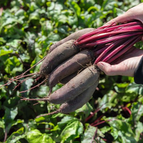 Edible beet seed - TAUNUS F1 - Bejo Zaden B.V. - red