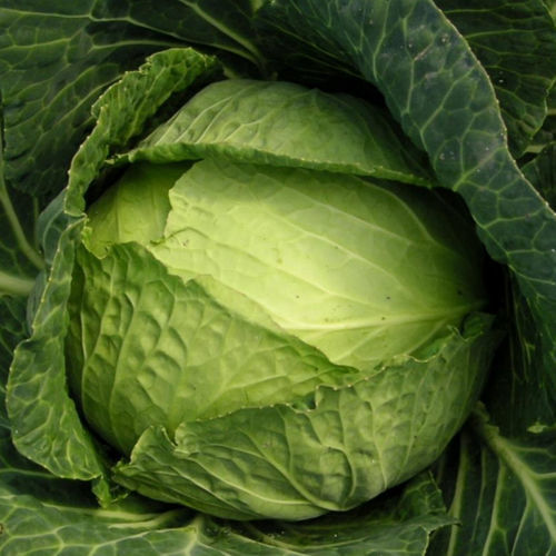Winter cabbage seed - Embassy F1 - Tozer Seeds Ltd - hybrid