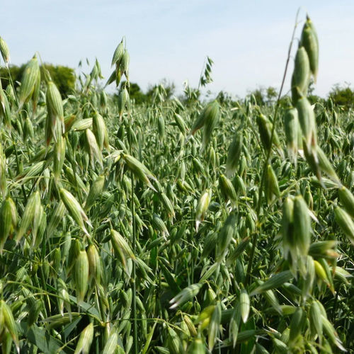 Spring oat seed - CONWAY - Senova - early / rust resistant / powdery ...