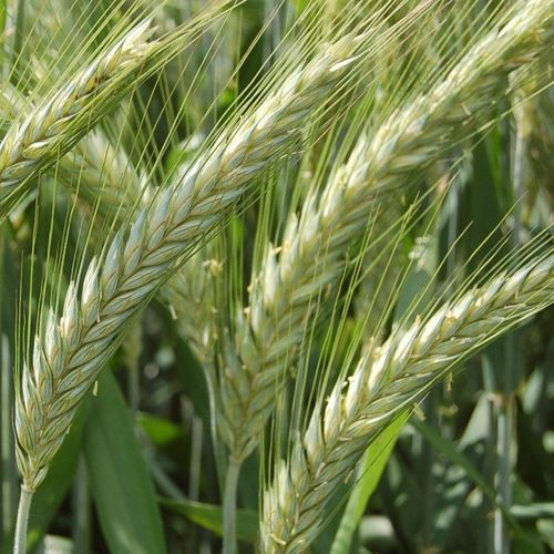 Winter triticale seed - KWS FIDO - Senova - early / rust resistant