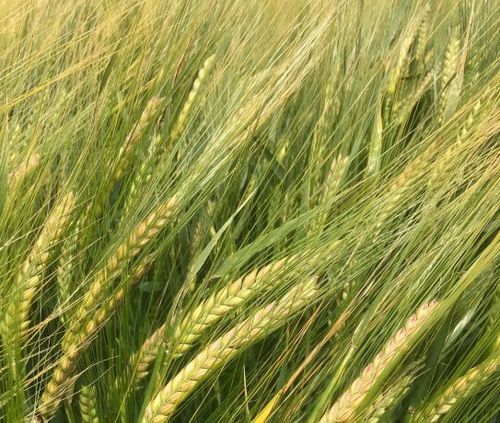 Spring barley seed - CADIZ - Senova - early / rust resistant / powdery ...
