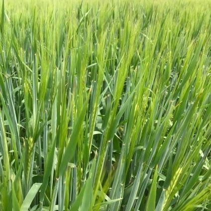 Early barley seed - PROSPECT - Senova - spring / powdery mildew ...