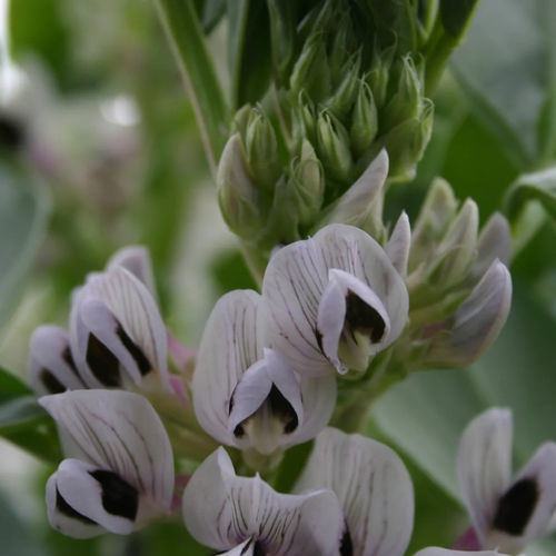 Winter field bean seed - NORTON - Senova - early / rust resistant ...