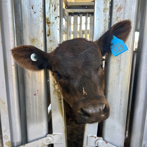 Sheep ear tag - Shearwell visual BOS Buttons - Shearwell Data Ltd ...