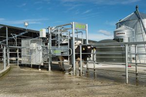 Cow sorting gate - Saber™ Draft - LIC Automation - automated